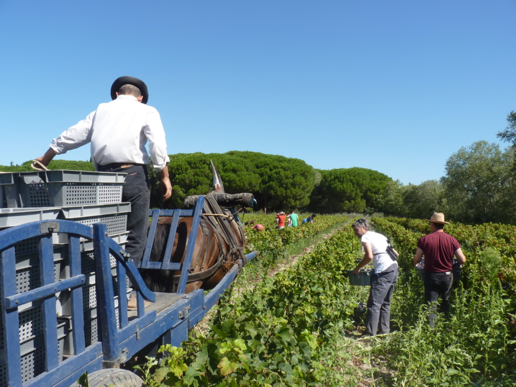 Vendenges Petit Saint-Jean Septembre 2014 – Tour du Valat