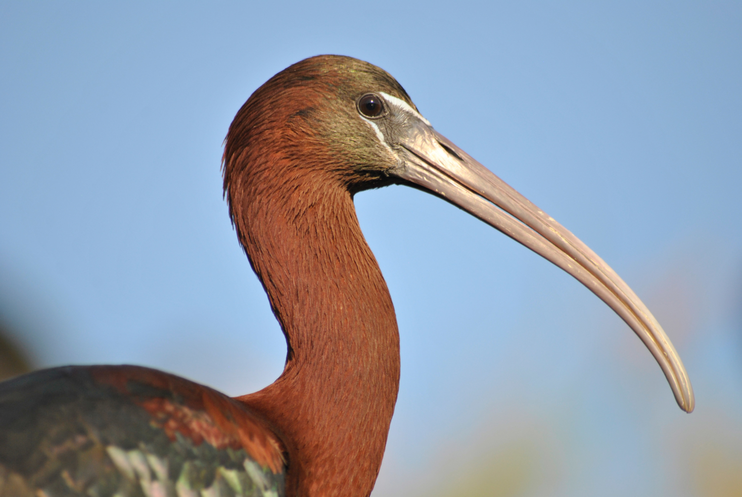 Dynamique des populations d’ibis falcinelles - Tour du Valat