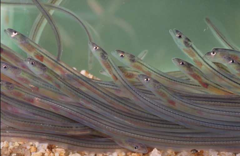 Nouvel article – Estimating migration speed of glass eels during their ...