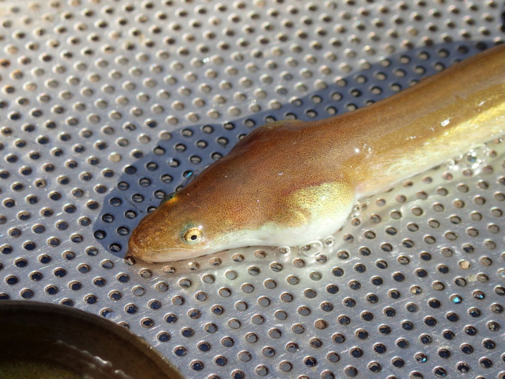 Anguille jaune – Tour du Valat