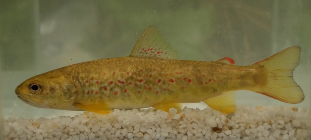 Conservation of Marble Trout in the upper basin of the Soča – Tour du Valat