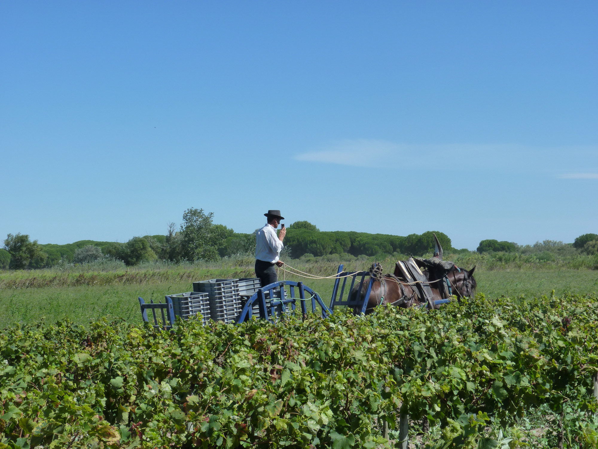 Visite du domaine du Petit Saint-Jean - Le Gard de Ferme en Ferme ...