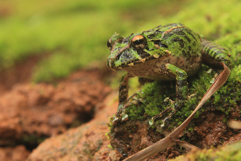 Séminaire lundi 9 avril 2018 « La vie sauvage au Macaya. Une aventure ...