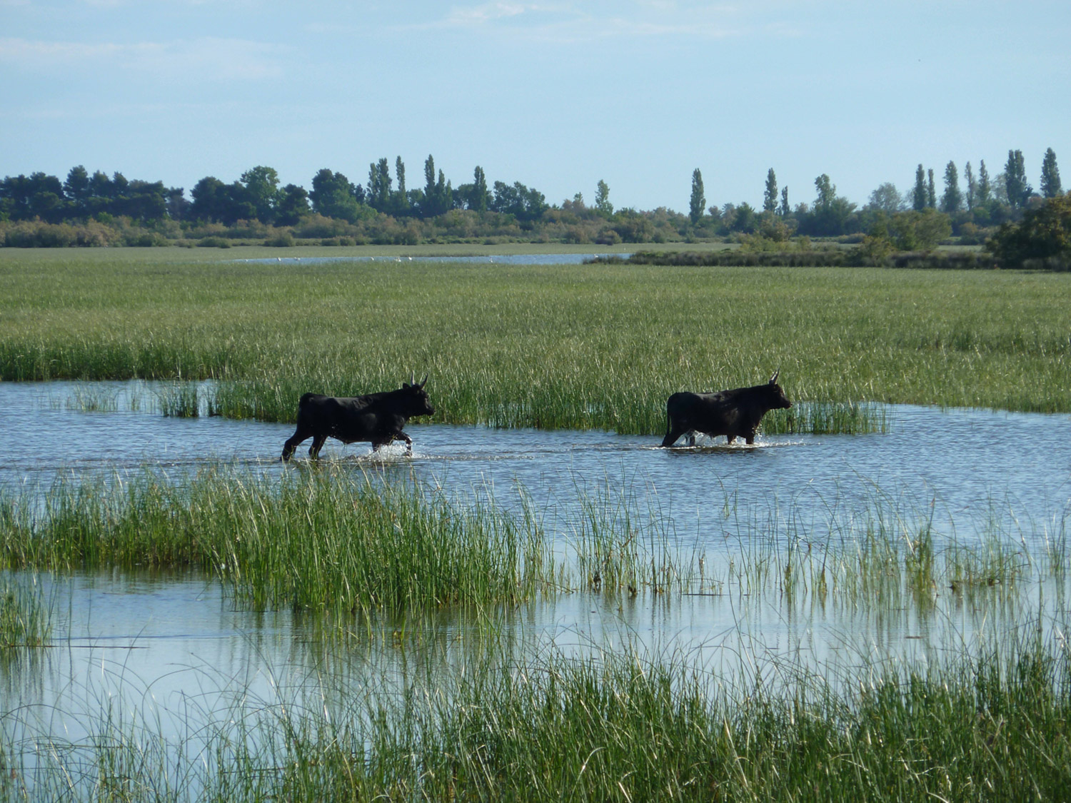 Paturage-Taureaux-Camargue-©O-e1524644262479 - Tour du Valat