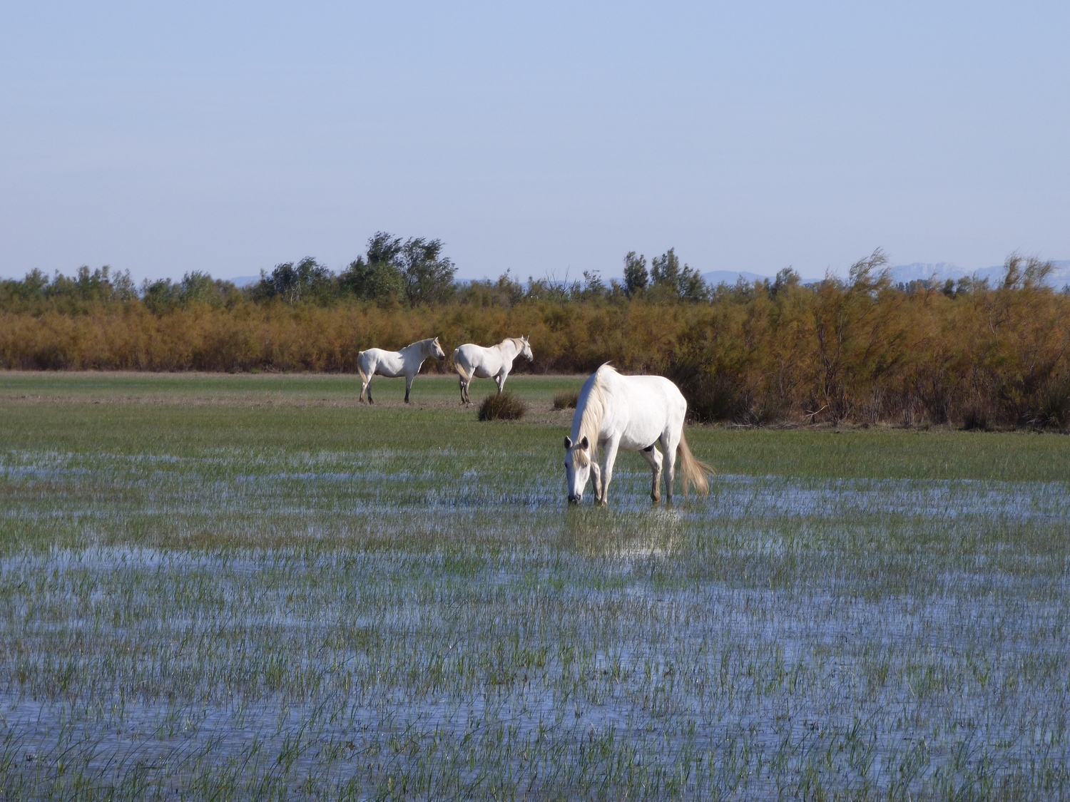 Rendez-vous ce week-end pour "Les 50 ans du cheval Camargue" au Domaine ...