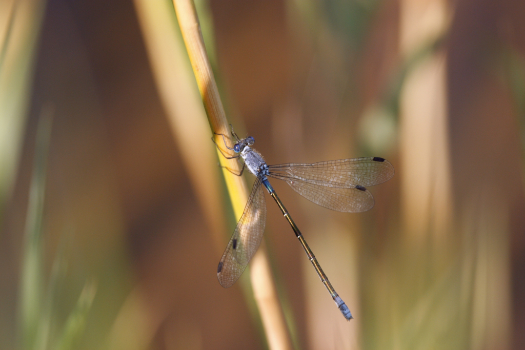 New article - Oviposition plant choice maximizes offspring fitness in ...