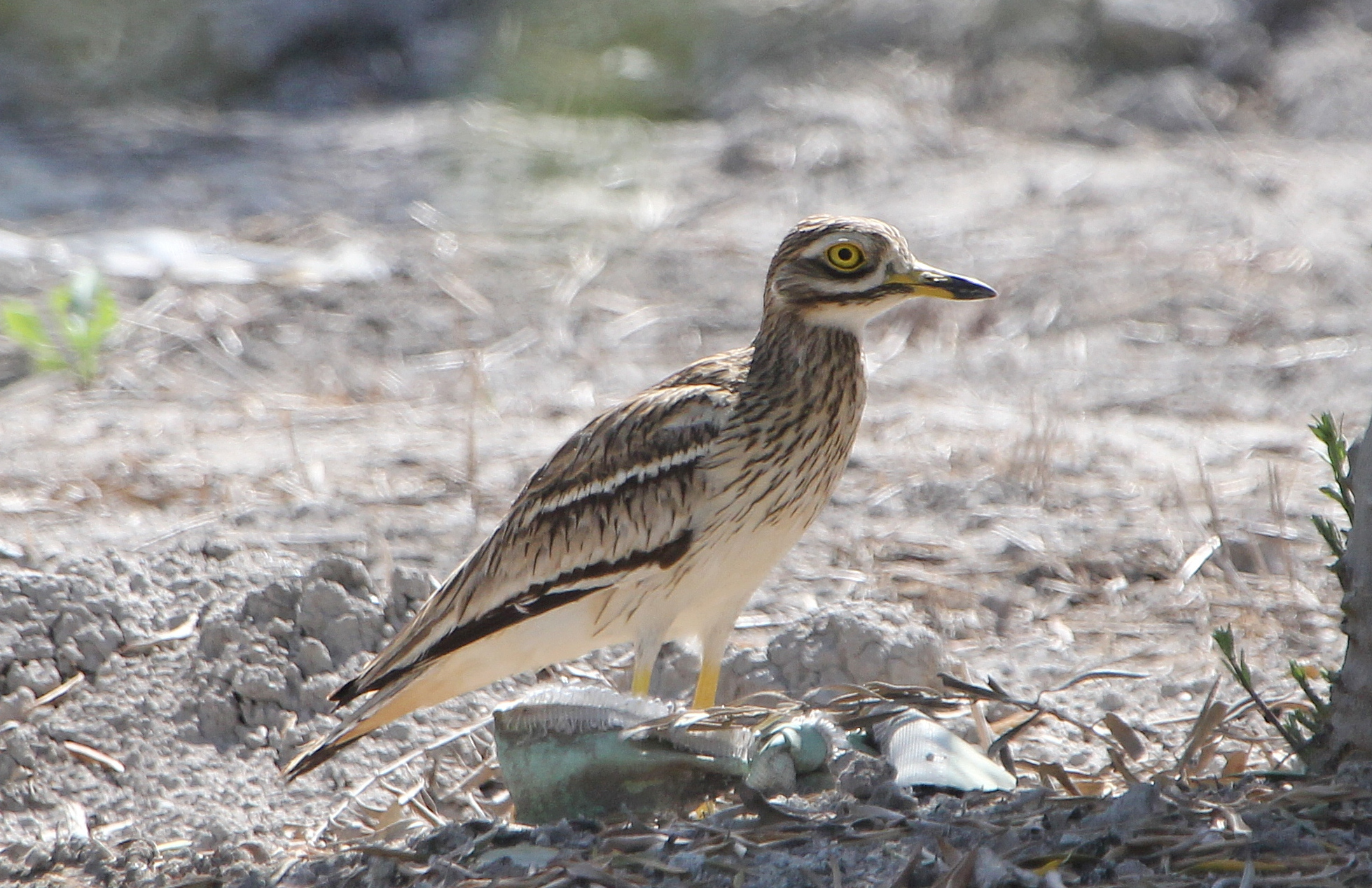 New Article Long Term Decline Despite Conservation Efforts Questions
