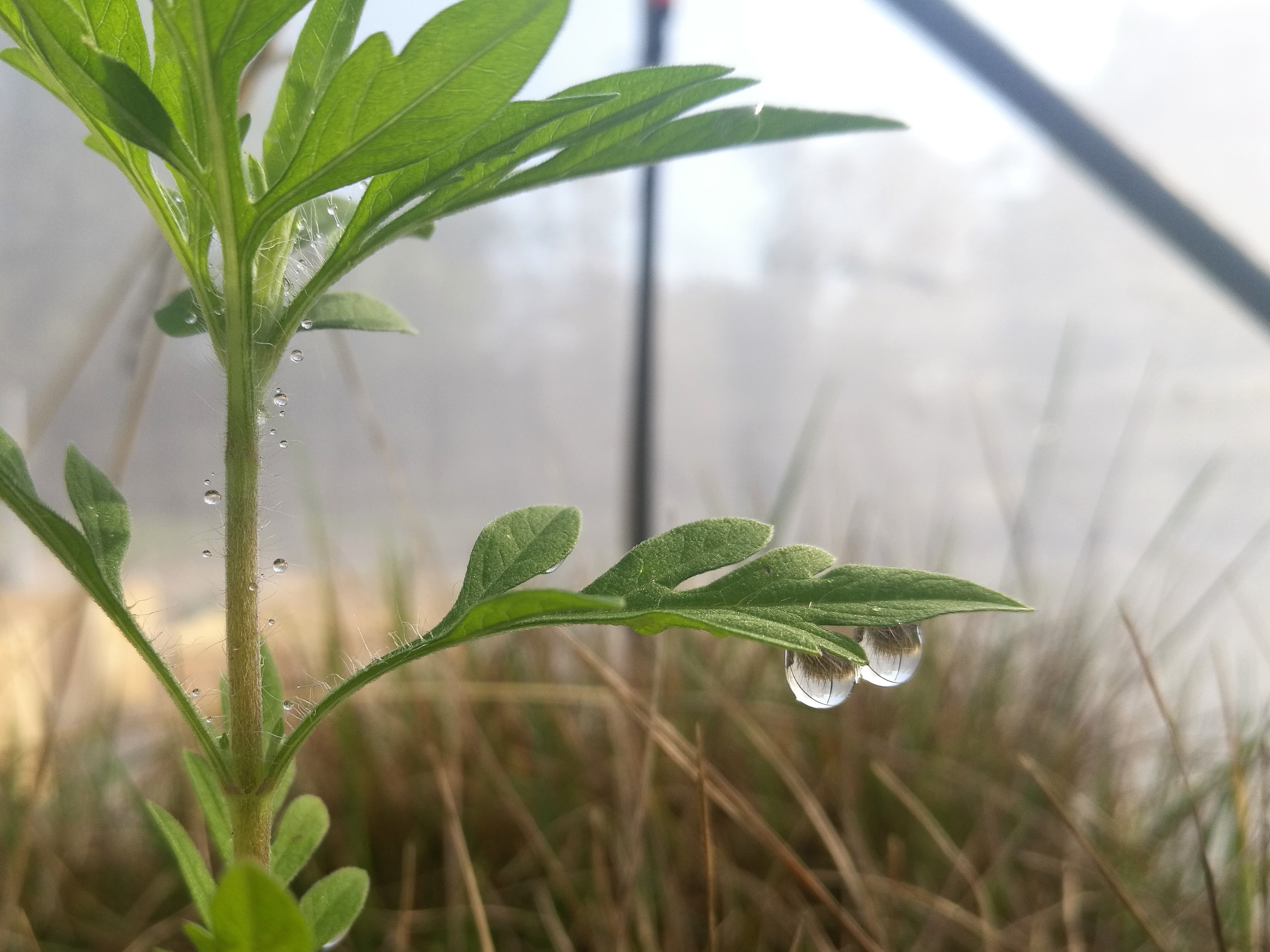 Nouvel article - Priority effects: Emerging principles for invasive ...