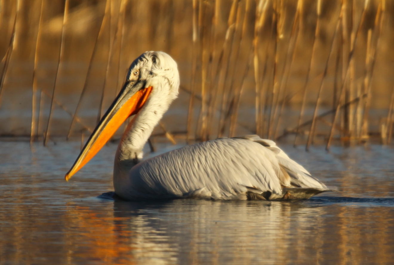 Tour du Valat actions for the conservation of Great White and Dalmatian ...