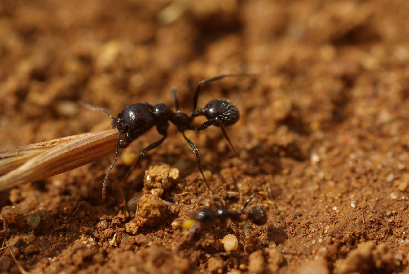 New article – Harvester ants as ecological engineers for Mediterranean grassland restoration ...