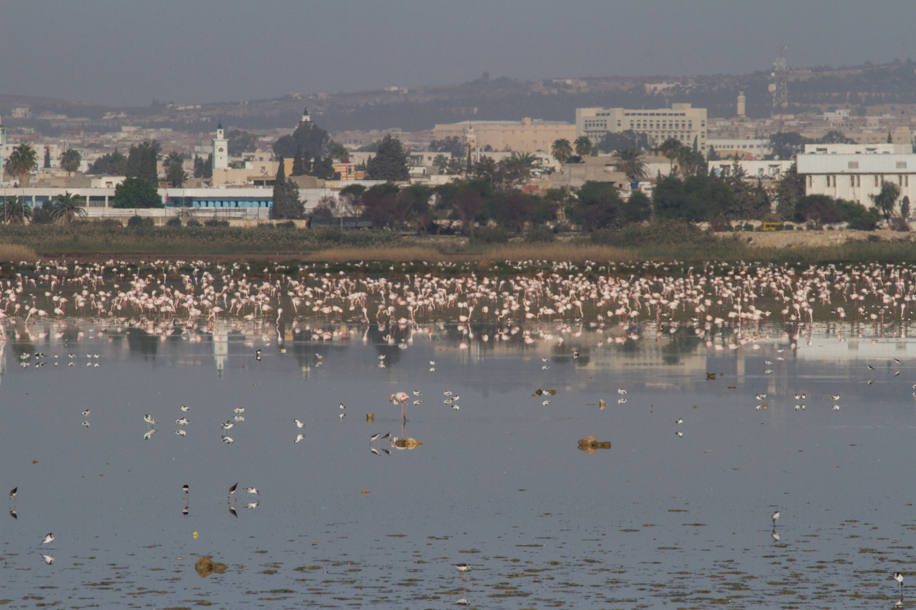 Urbanisation et zones humides : le cas de Sebkhet Sejoumi (Tunisie ...