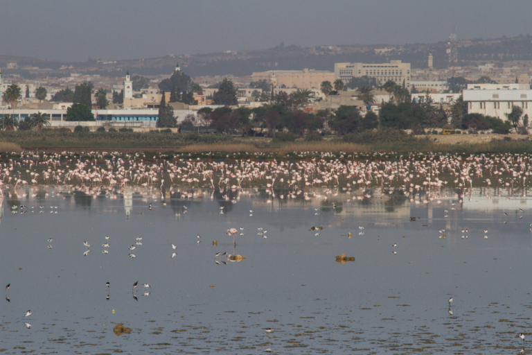 Urbanisation et zones humides : le cas de Sebkhet Sejoumi (Tunisie ...