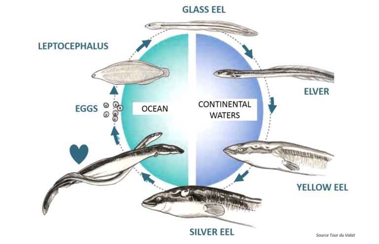 The European Eel, a great adventurer – Tour du Valat