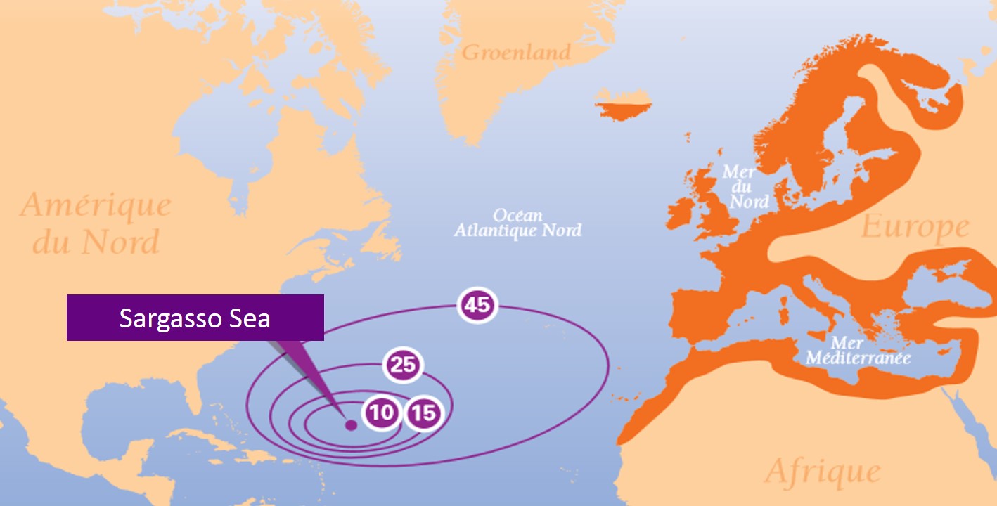 The European Eel, a great adventurer – Tour du Valat