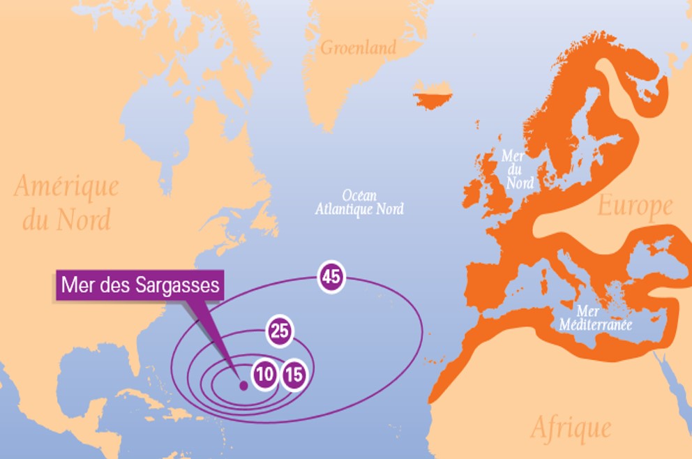 L’anguille européenne, une grande baroudeuse – Tour du Valat