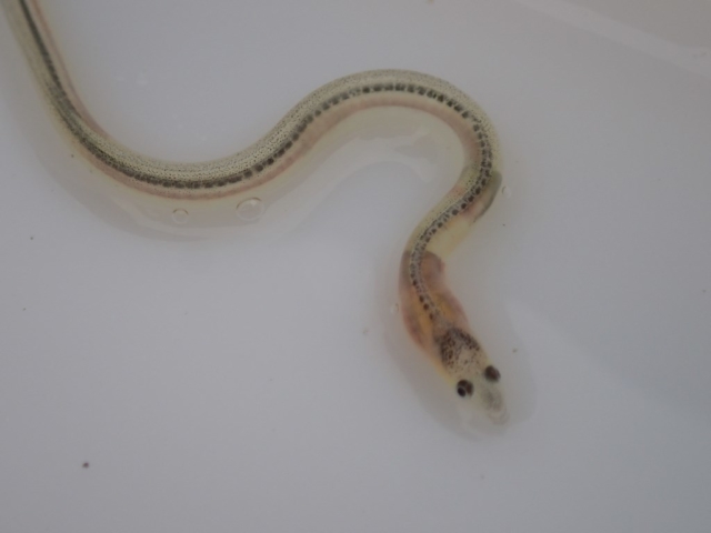 The European Eel, a great adventurer – Tour du Valat
