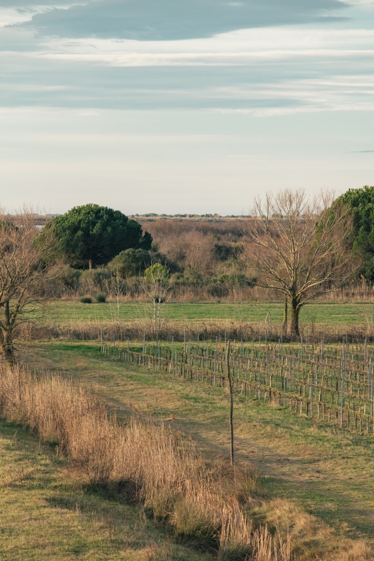 The Tour du Valat Estate is part of the IUCN Green List of protected ...