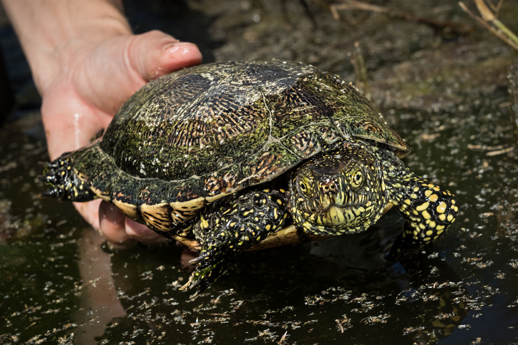 Nouvel article – Determinants of Legacy Persistent Organic Pollutant ...