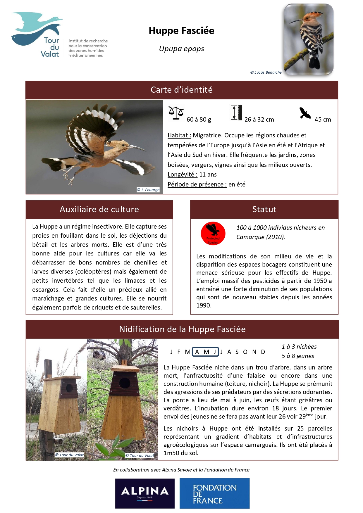 Fiches_Nichoirs_Camargue_2024_Huppe Fasciée – Tour du Valat