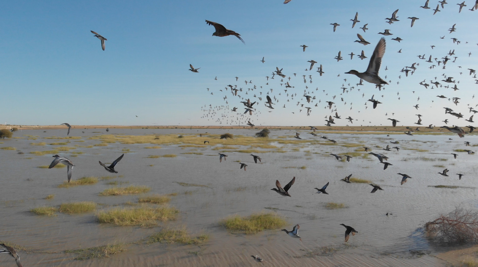Khor Abu Habil Inner Delta designated fourth “Ramsar Site” in Sudan ...