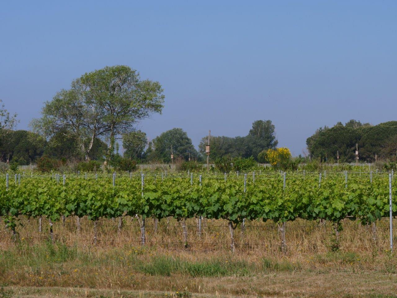 2022-05-17_Petit-Saint-Jean@C.Suard (29) – Tour du Valat