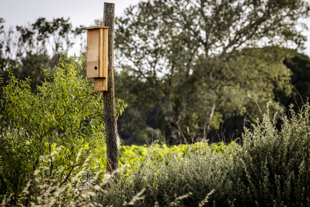 Quelle agroécologie pour la Camargue ? – Tour du Valat