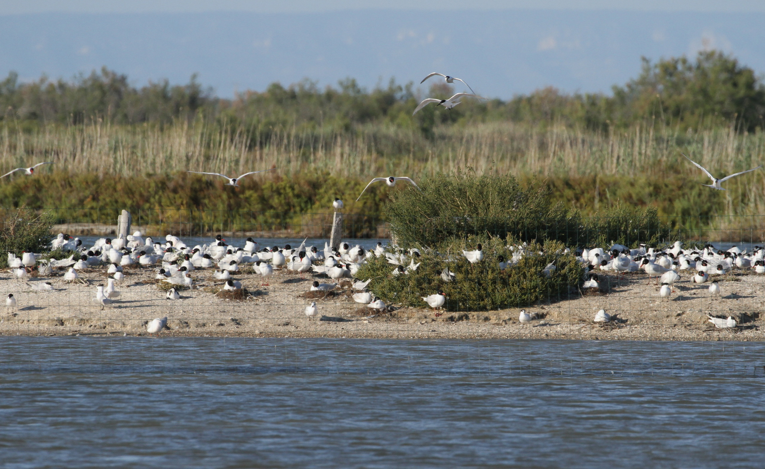 Restauration d'îlots : des sites de nidification devenus attractifs ...