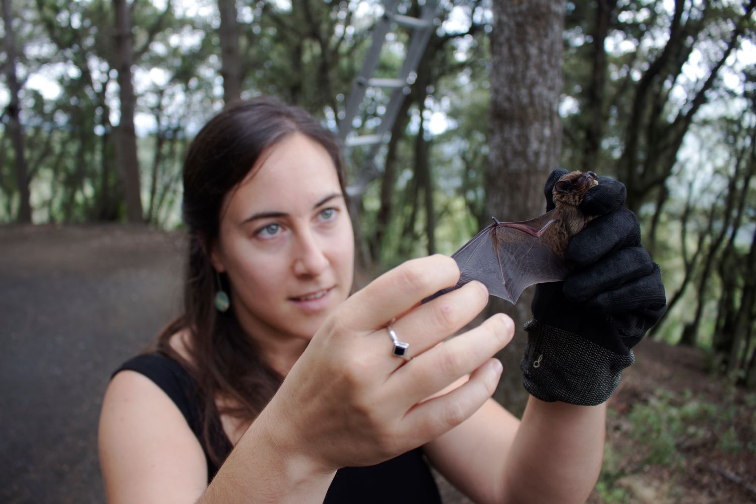 Séminaire/Webinaire mercredi 31/01/2024 – Bats and wetlands : the role ...