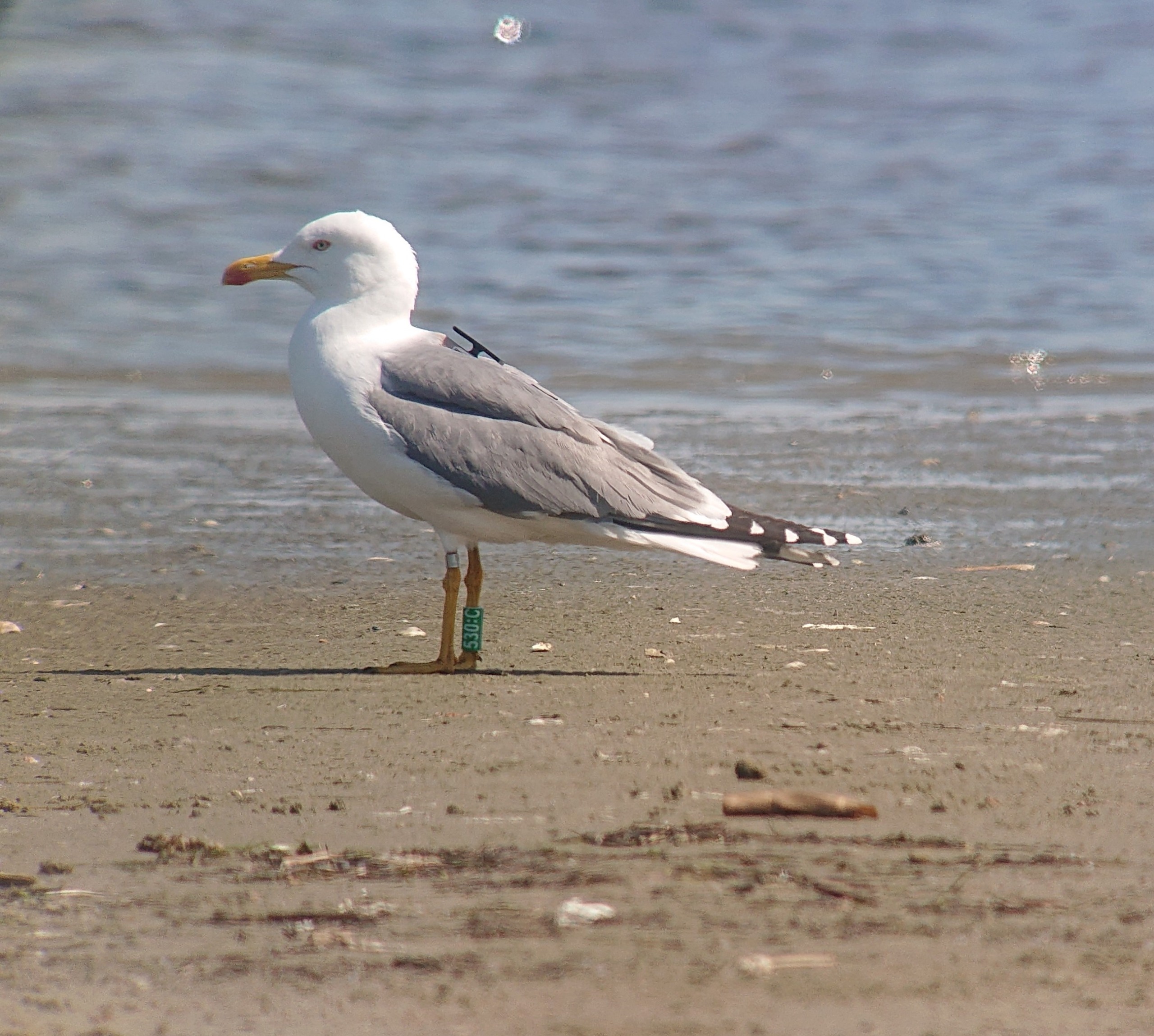 Goeland-leucophee-GPS-SOUC_Charly – Tour du Valat