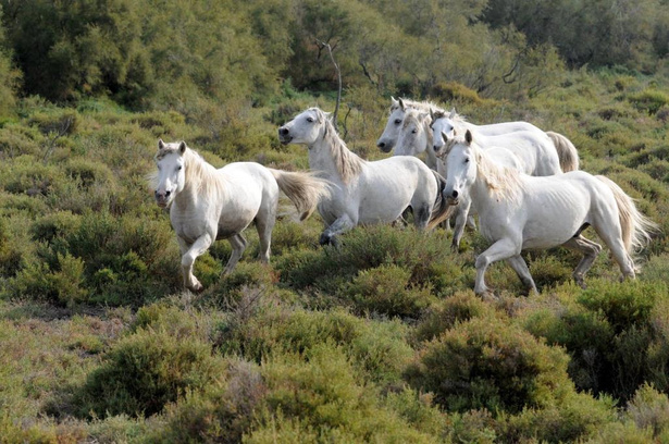 Replay du séminaire technique « Grands herbivores en libre évolution et ...