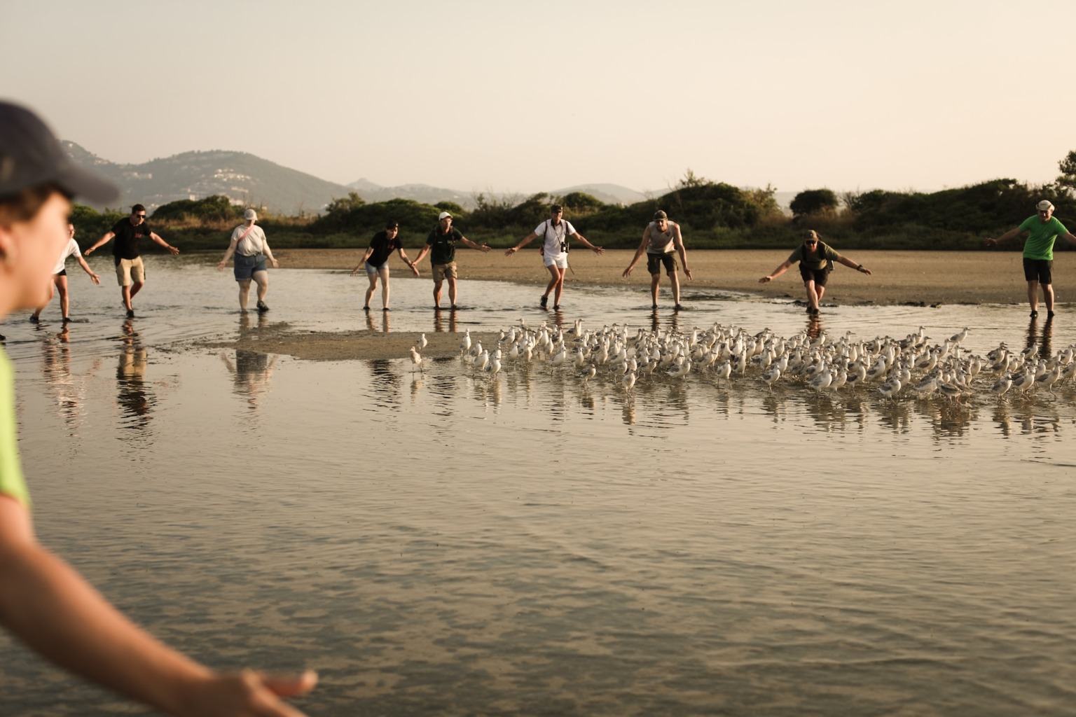More than 400 young black-headed gulls ringed on the salt marshes of ...