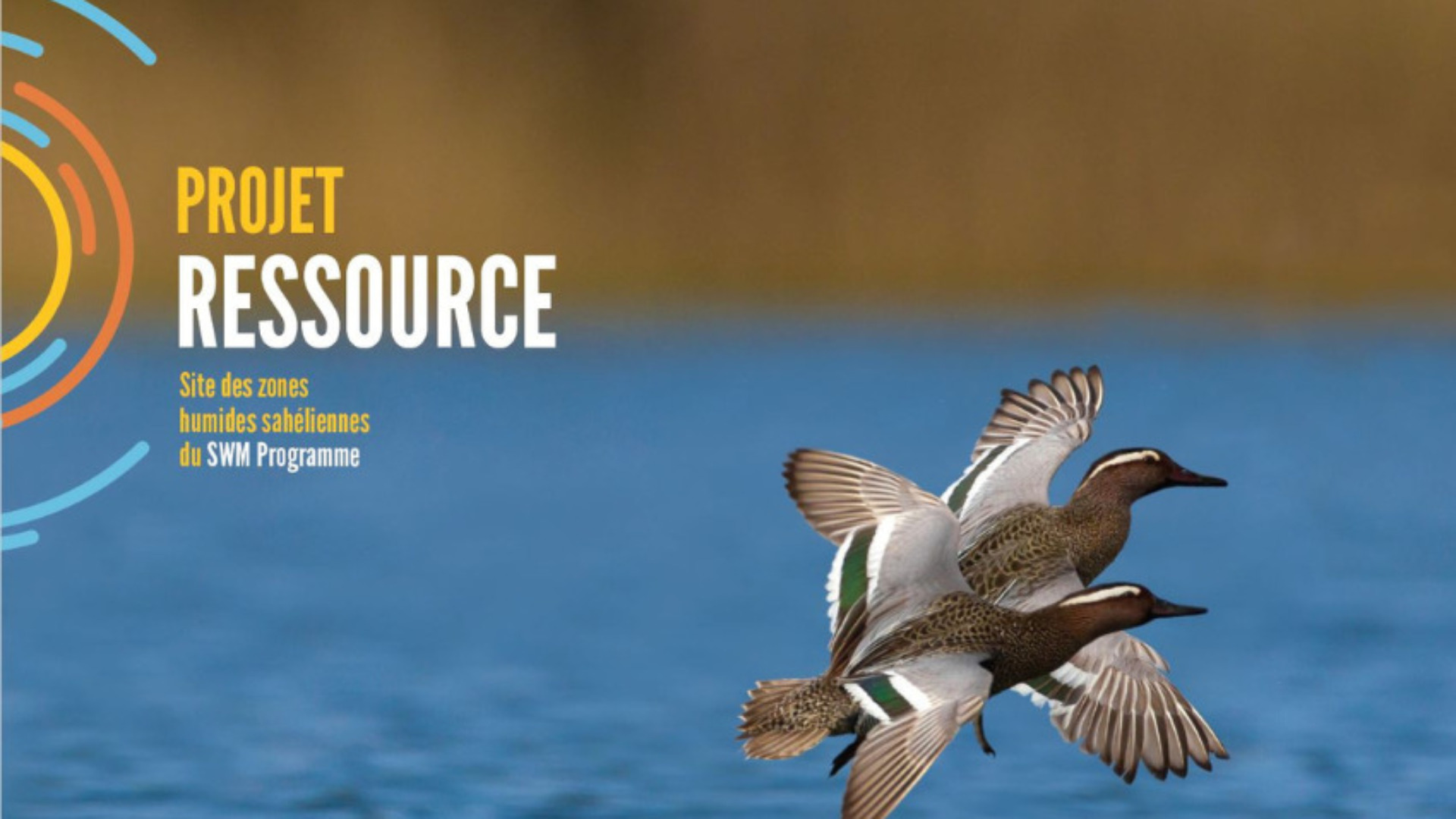 Lancement d’un nouveau MOOC pour la conservation des oiseaux d’eau en ...