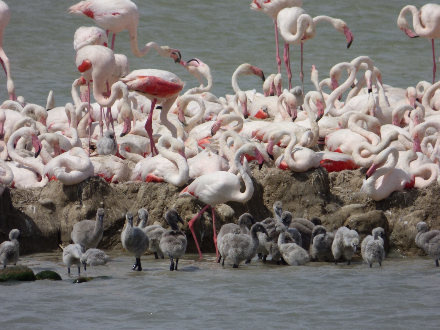 Flamingos reveal the secrets of their aging process – Tour du Valat